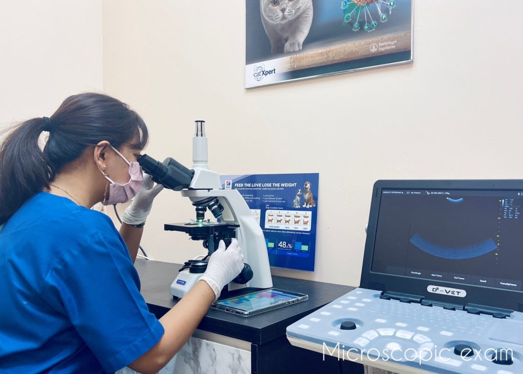 MediCat - We Care & Cure Your Cats